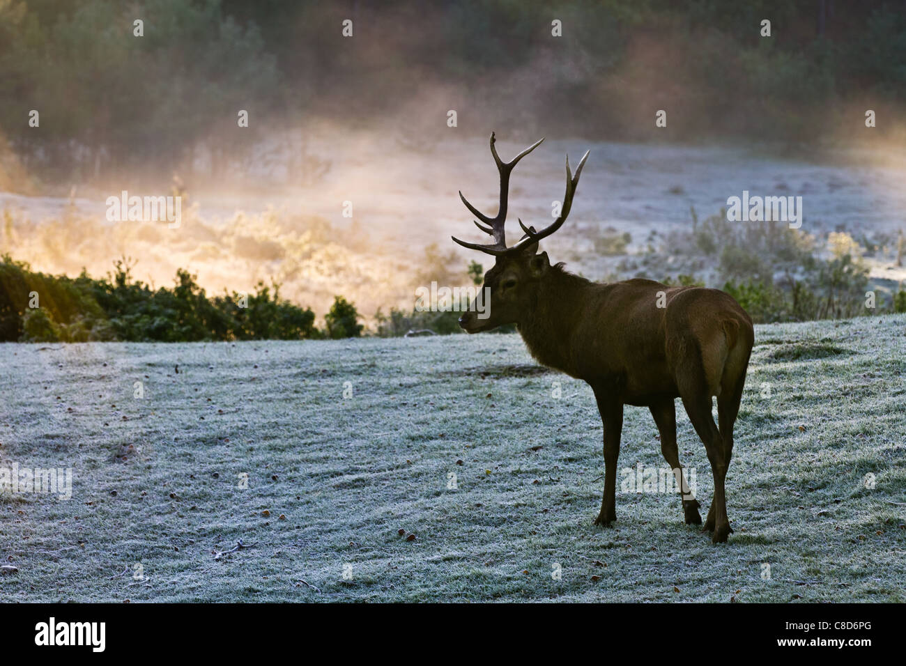Bull and stag hi-res stock photography and images - Alamy