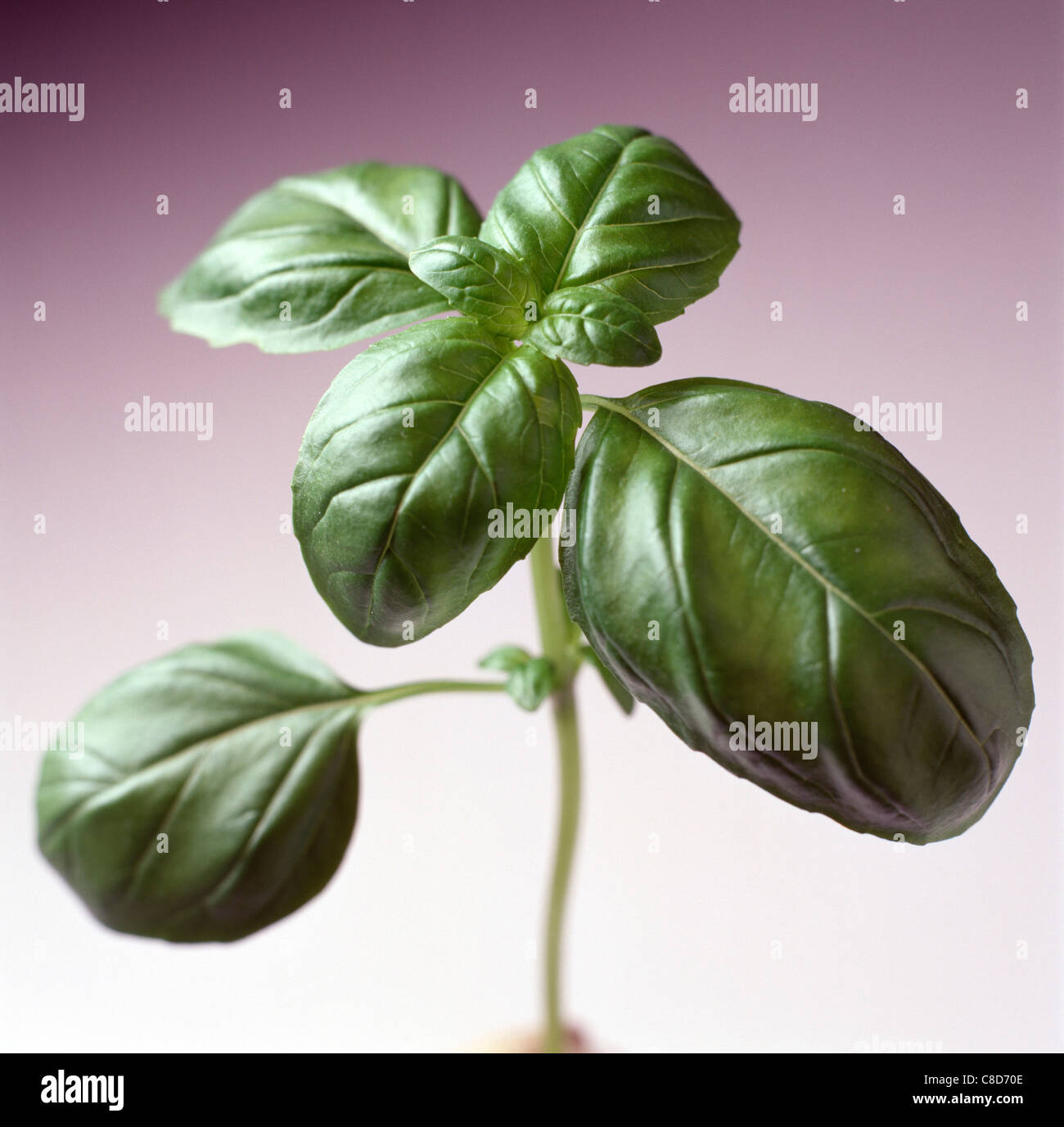 Fresh basil leaves Stock Photo - Alamy