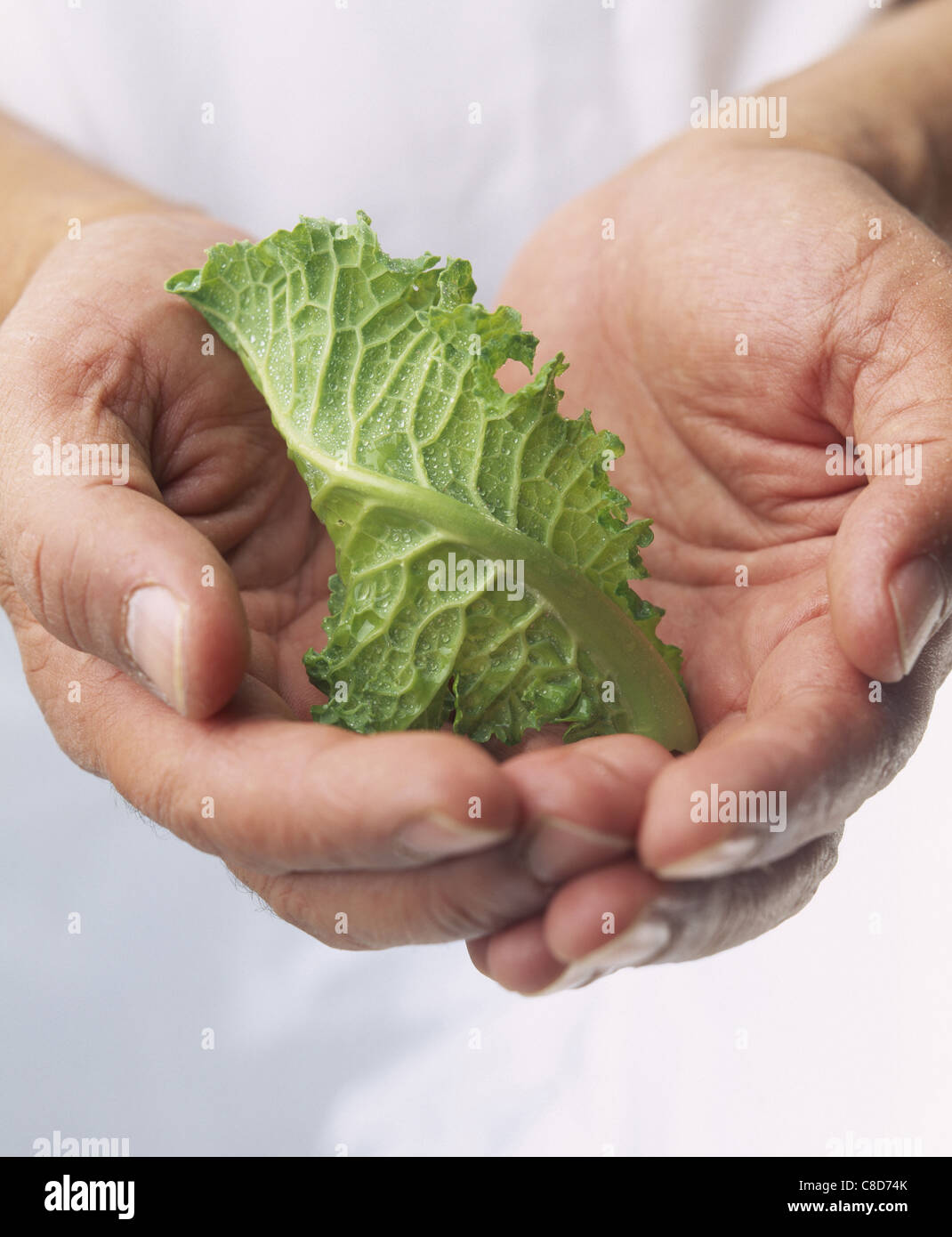 Cabbage leaf in hands Stock Photo - Alamy