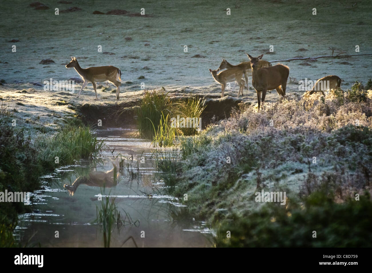 Herd of elk standing at the river on frozen meadow Stock Photo - Alamy