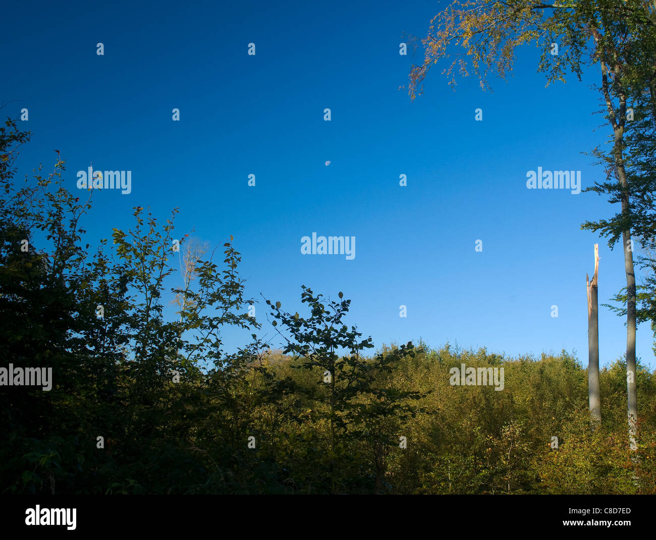 Beech forest and moon Stock Photo - Alamy