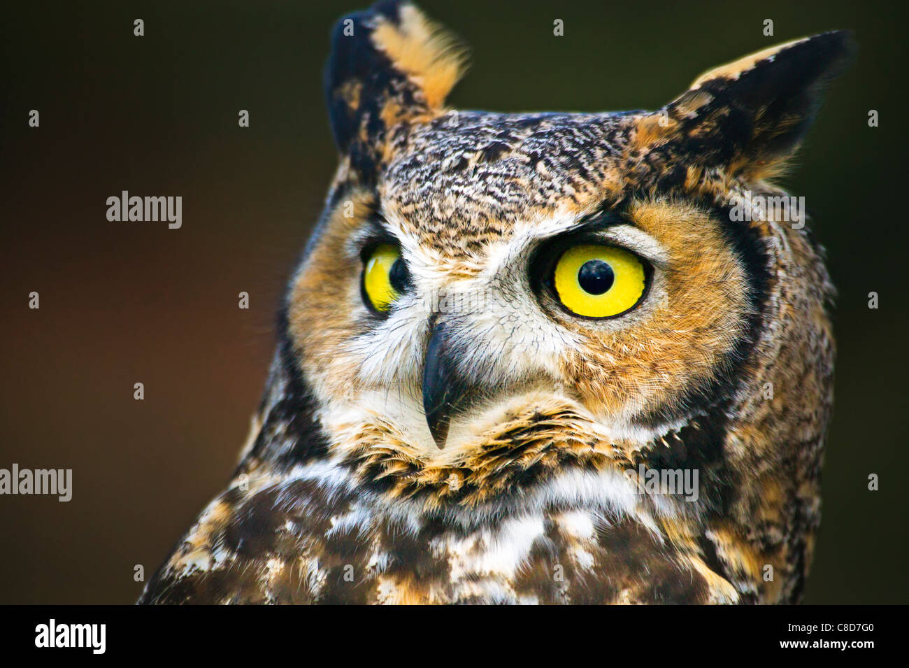 Great owl alberta canada hi-res stock photography and images - Alamy