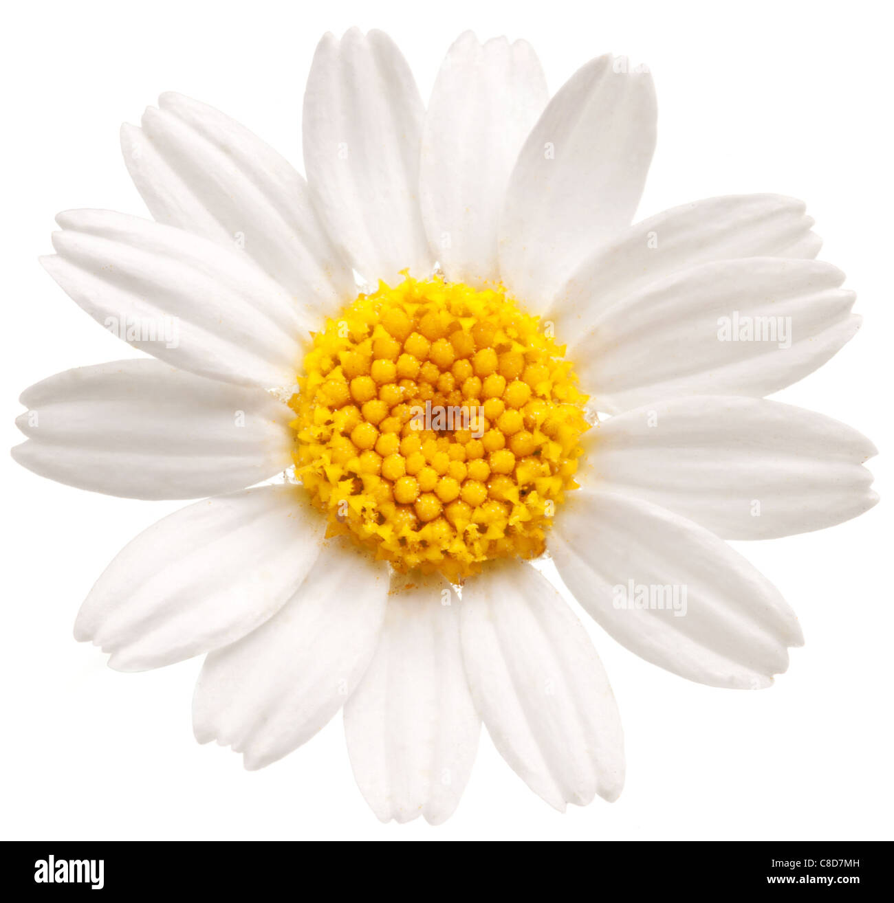 Chamomile hi-res stock photography and images - Alamy