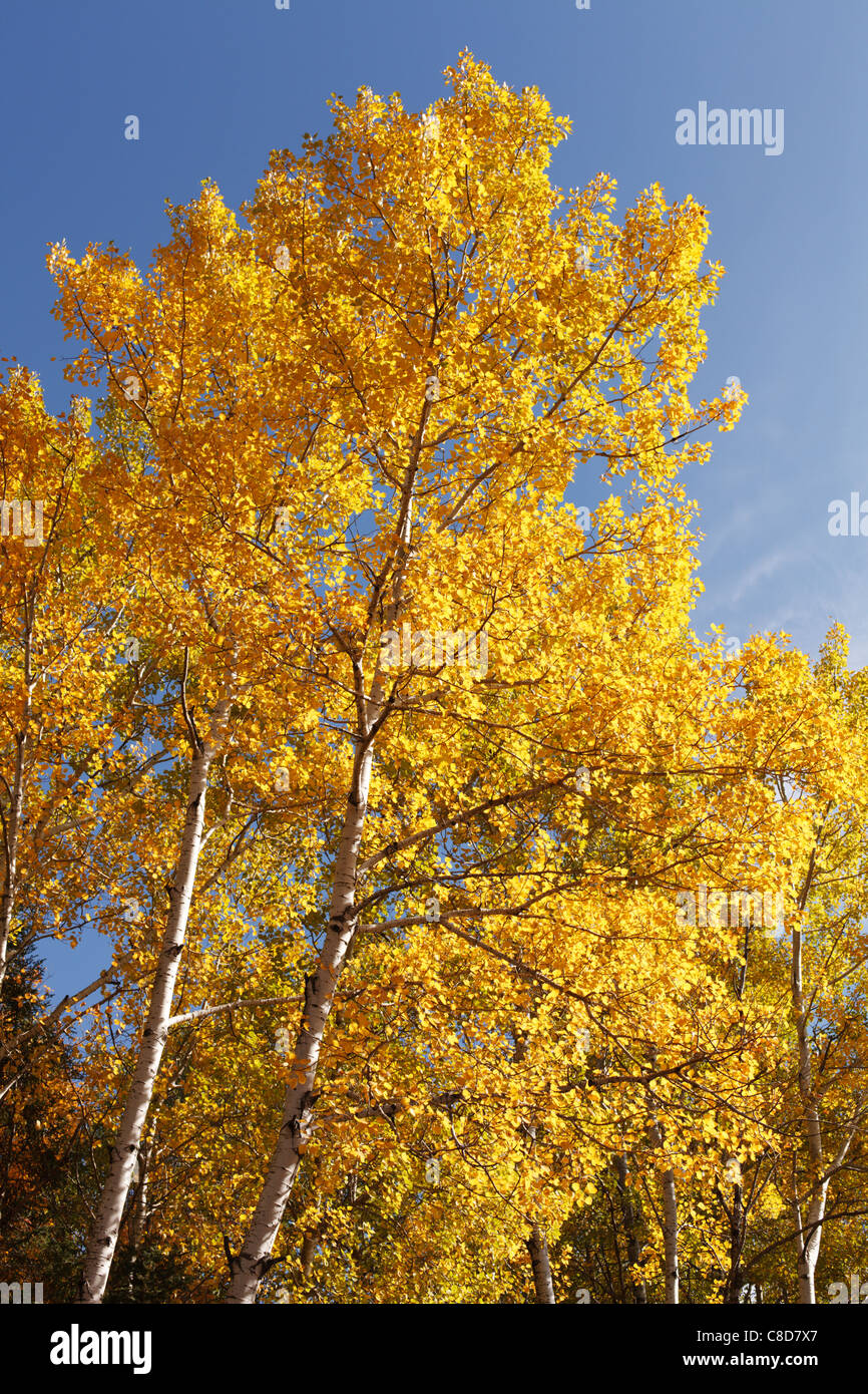 Autumn view of aspen trees, northern Minnesota Stock Photo - Alamy