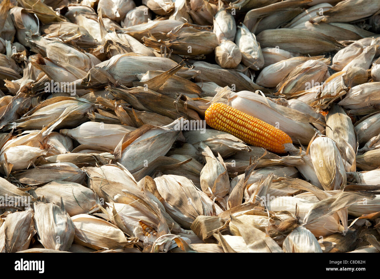 Drying Corn cobs / harvested maize on a roadside in the Indian ...