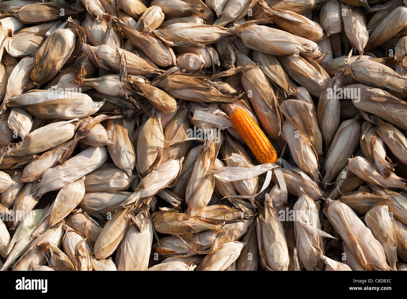 Drying Corn cobs / harvested maize on a roadside in the Indian ...