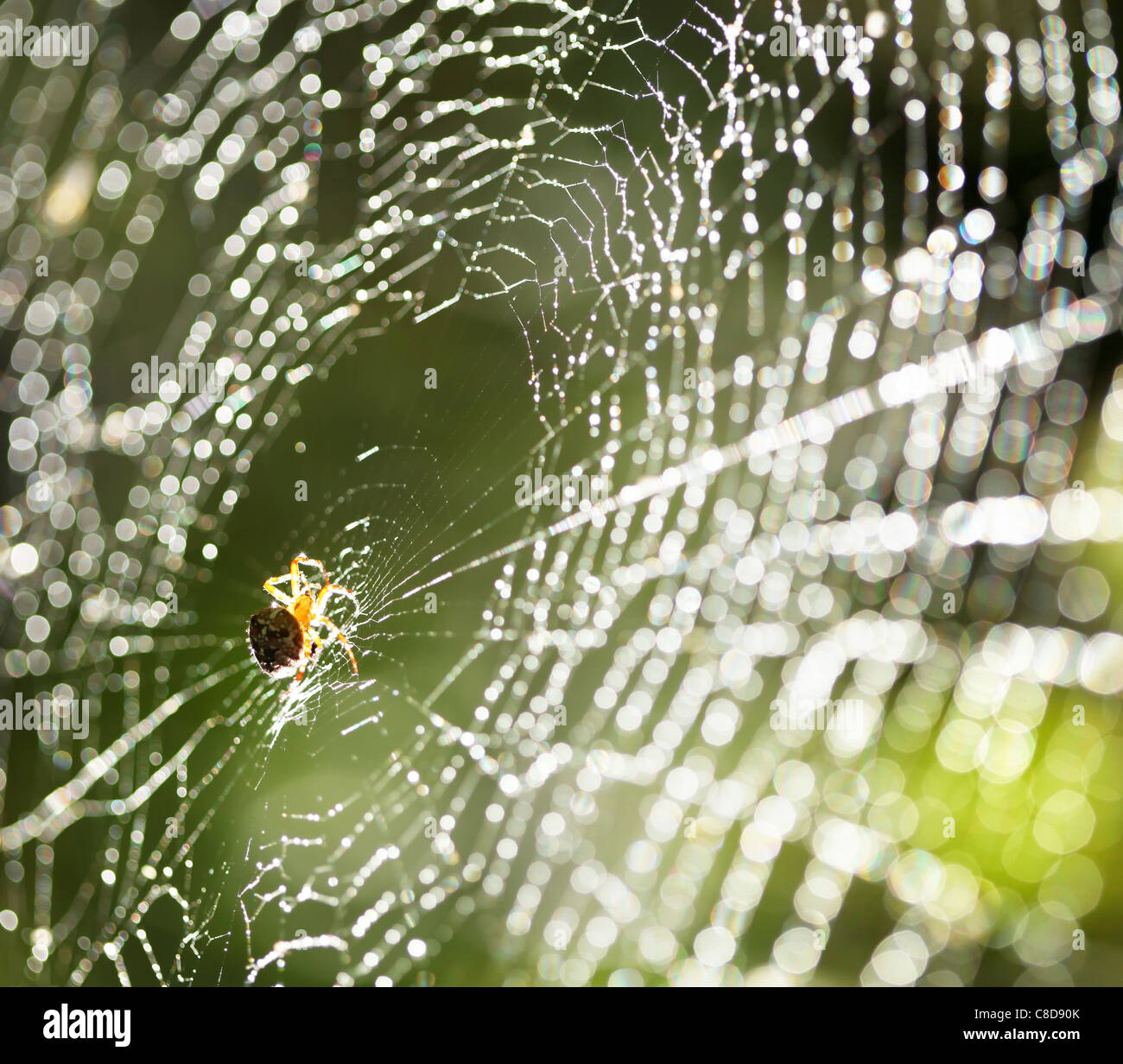 Spider Web With Morning Dew Stock Photos & Spider Web With Morning Dew ...