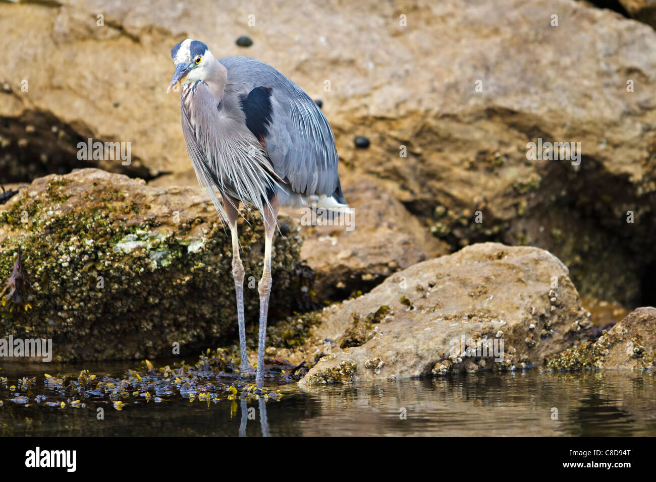 Canada heron ardea herodias hi-res stock photography and images - Alamy