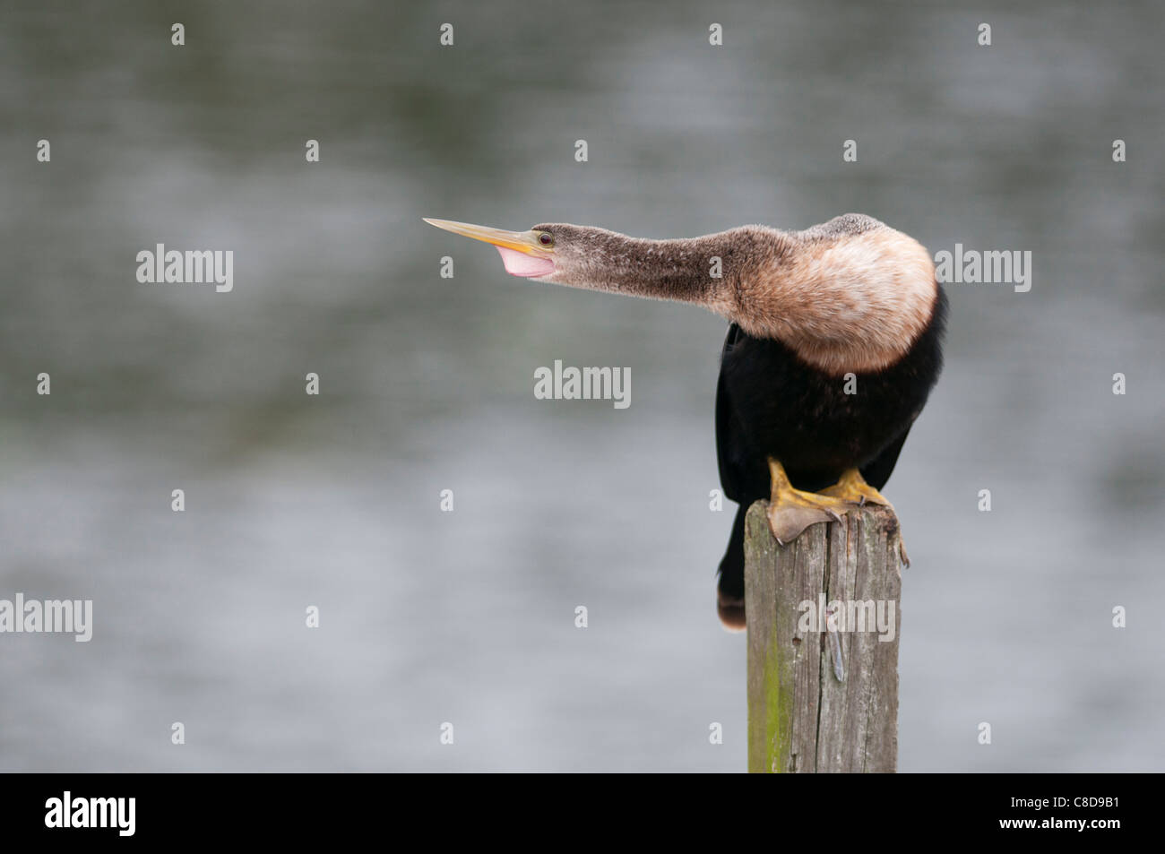 Anhinga ( Snakebird ) perched at waters edge Stock Photo - Alamy