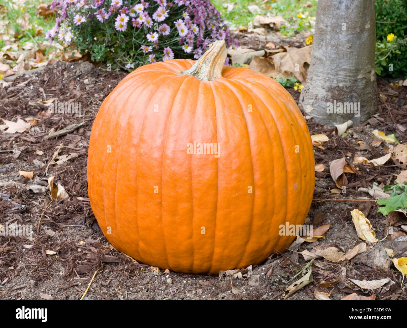 Pumpkin is a gourd-like squash of the genus Cucurbita and the family ...