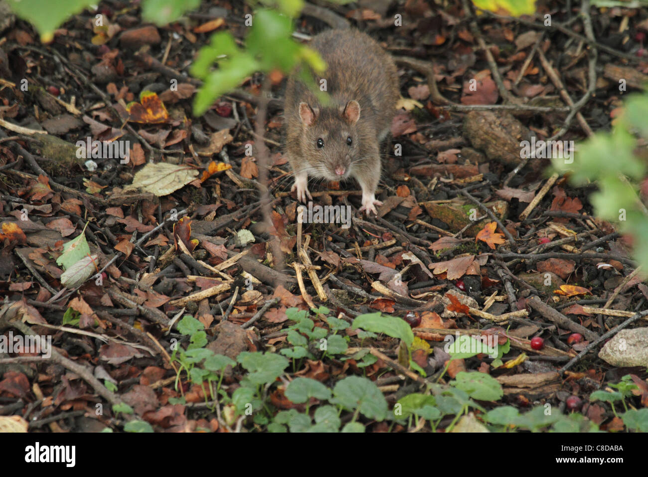 wild brown rat Stock Photo - Alamy