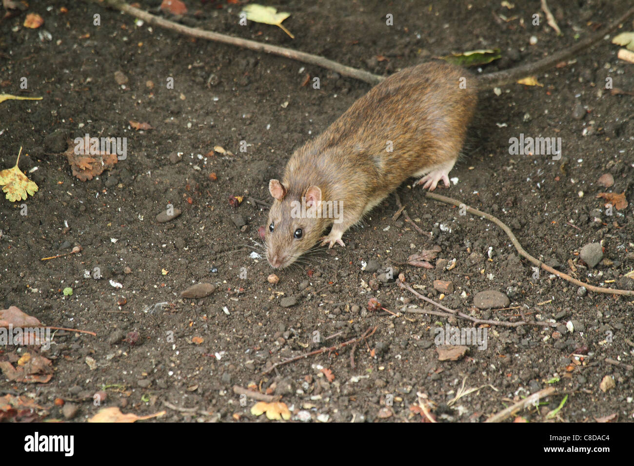 wild brown rat Stock Photo - Alamy