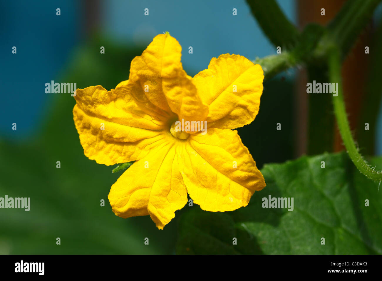 Flower of cucumber Stock Photo - Alamy