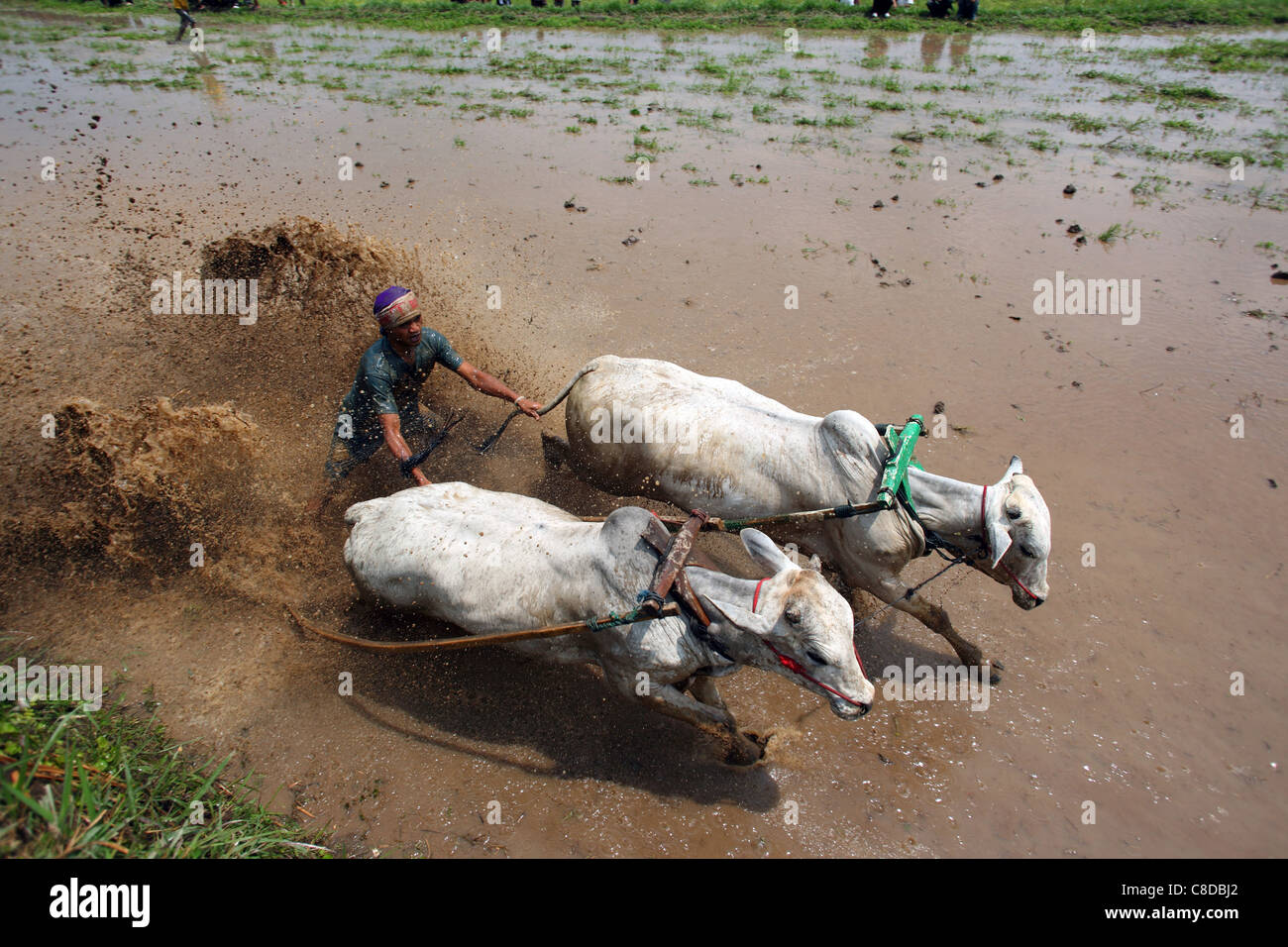 Traditional bull racing in a flooded rice paddy in Pariangan village ...
