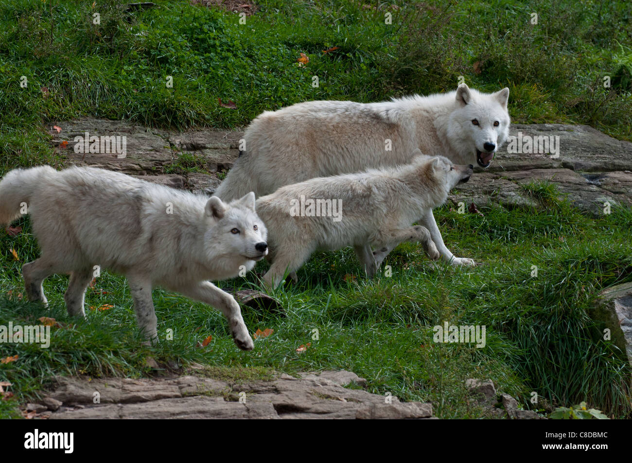 Arctic Wolves High Resolution Stock Photography and Images - Alamy