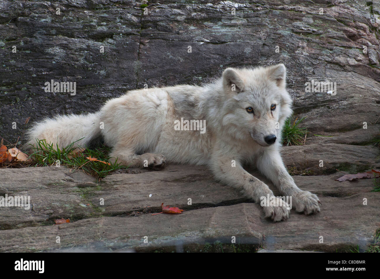 Arctic wolf cub hi-res stock photography and images - Alamy