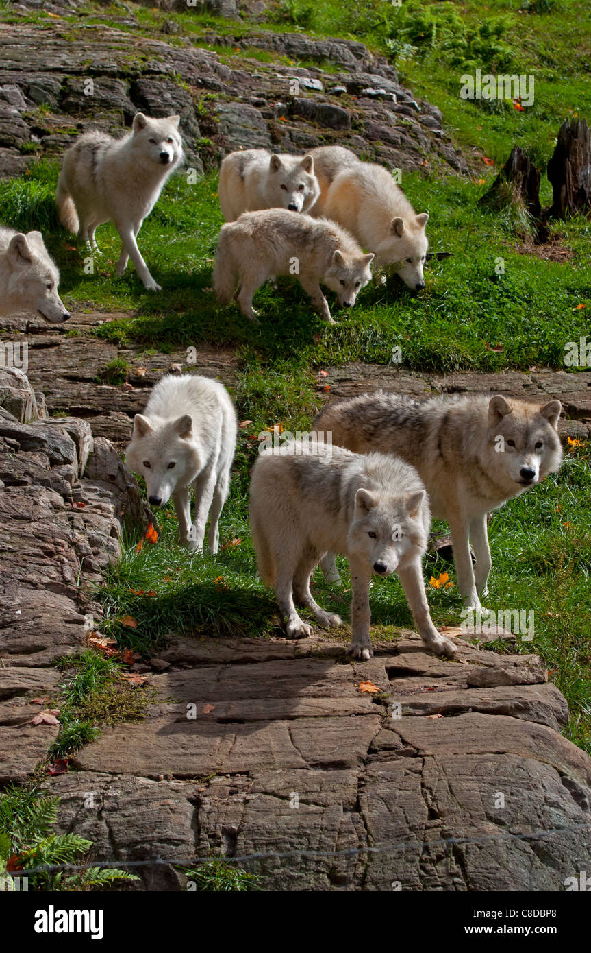 Part of a pack of Arctic Wolves Stock Photo - Alamy