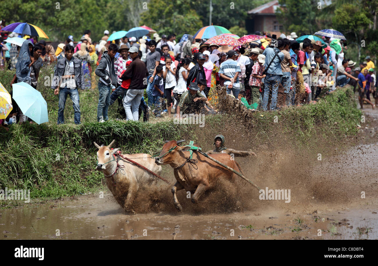 Traditional bull racing in a flooded rice paddy in Pariangan village ...