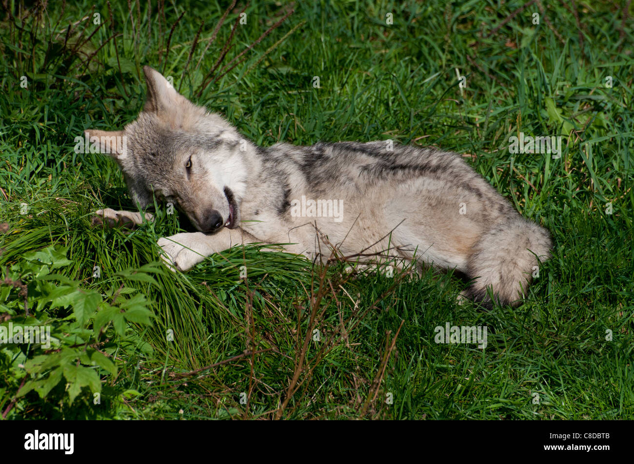 Timber wolf cub hi-res stock photography and images - Alamy