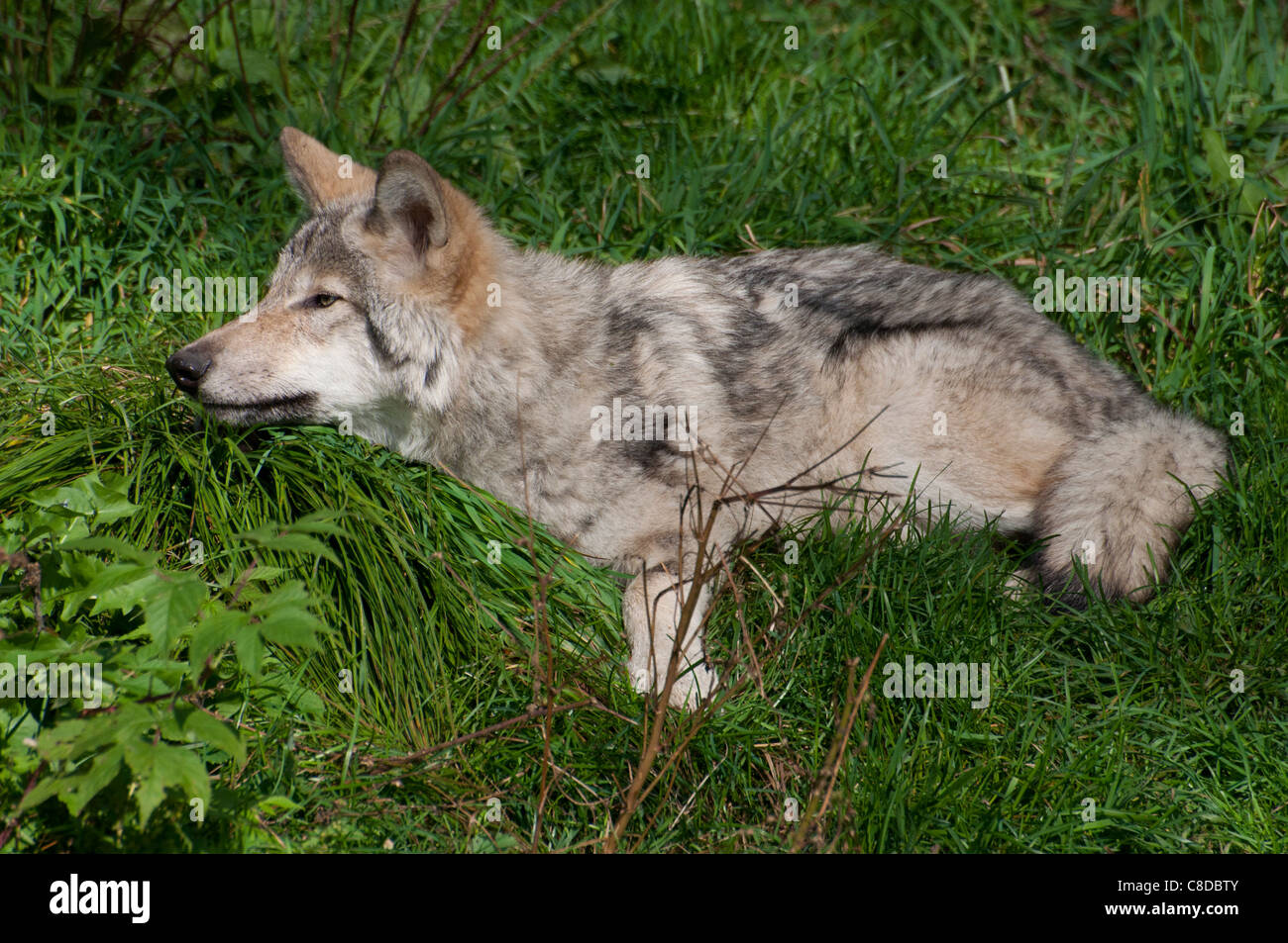 A Timber Wolf cub in Autumn Stock Photo - Alamy