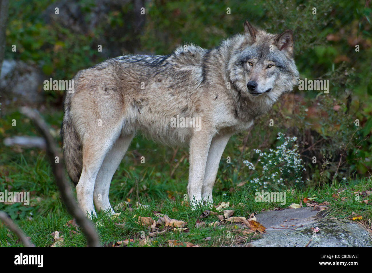 A Timber Wolf in Autumn Stock Photo - Alamy