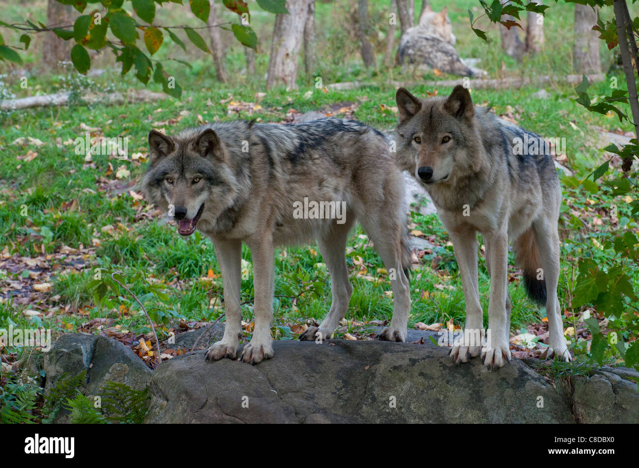 A pair of Timber Wolves in autumn Stock Photo - Alamy