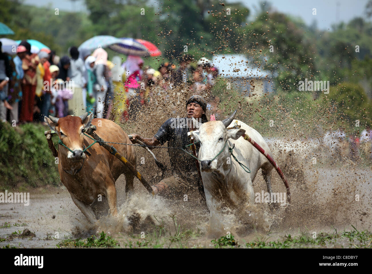 Traditional bull racing in a flooded rice paddy in Pariangan village ...