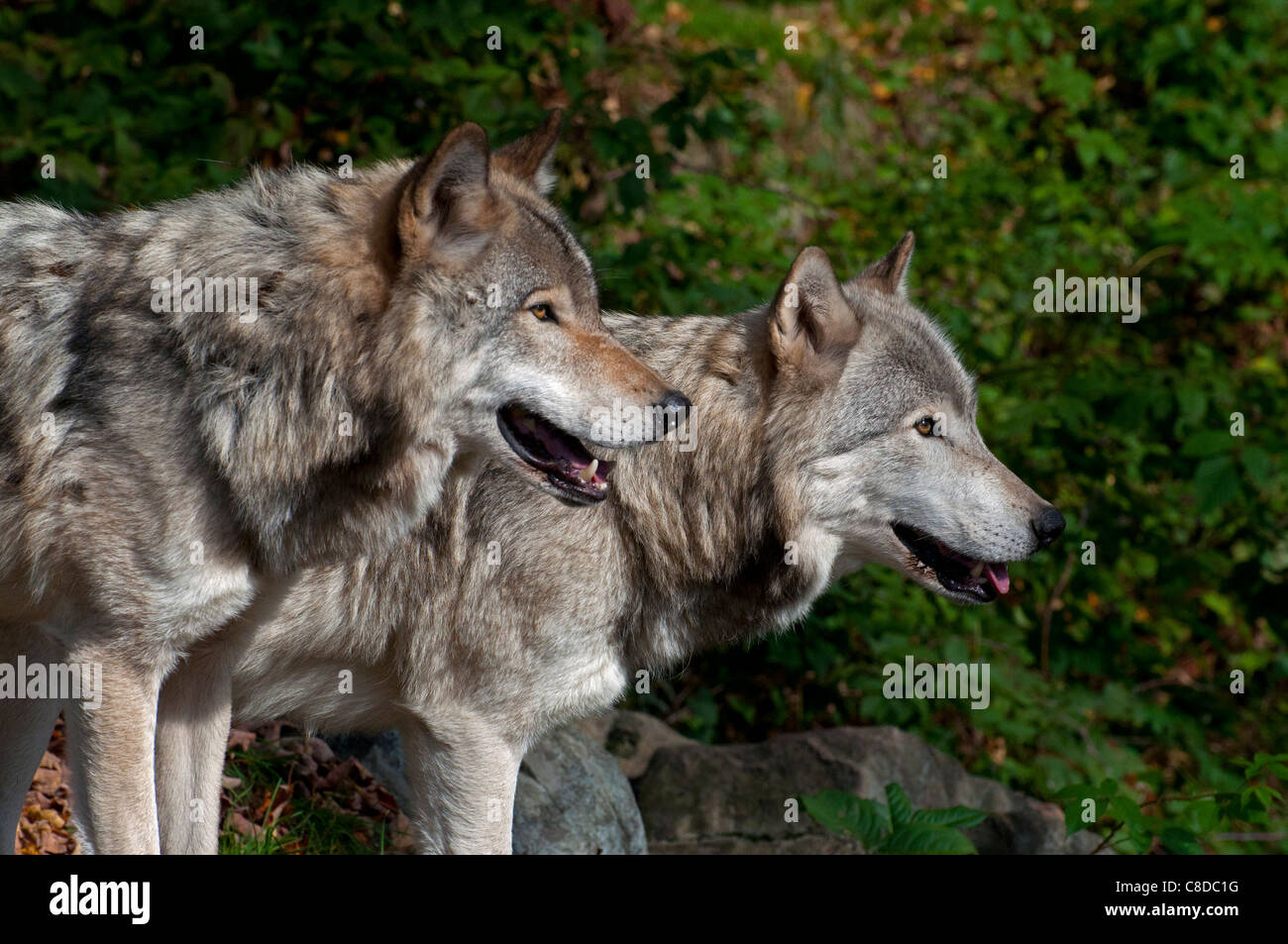 A pair of Timber Wolves Stock Photo - Alamy