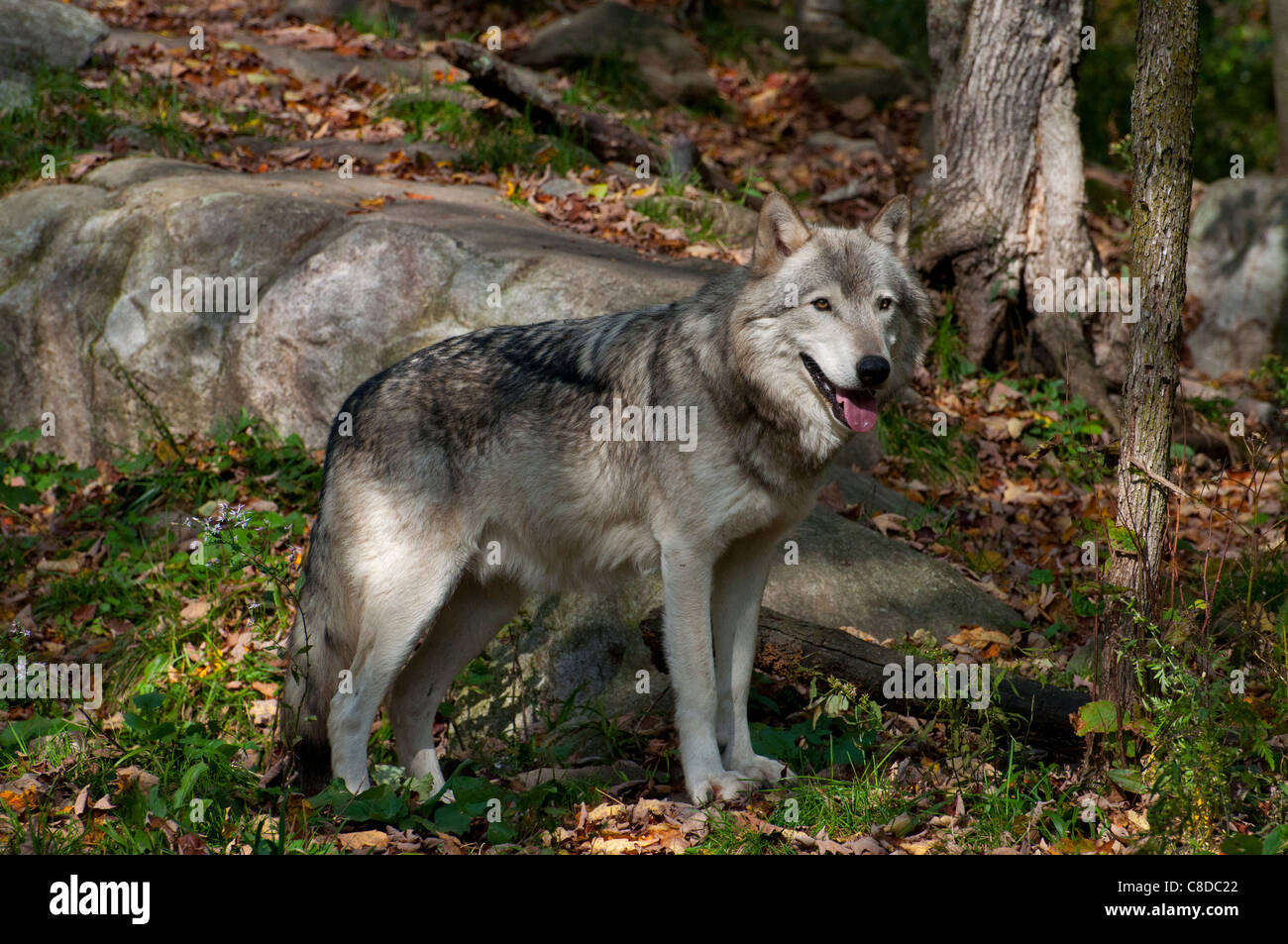 A Timber Wolf in Autumn Stock Photo - Alamy