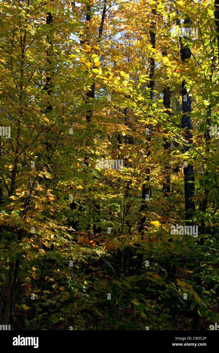 Autumn quebec hi-res stock photography and images - Alamy