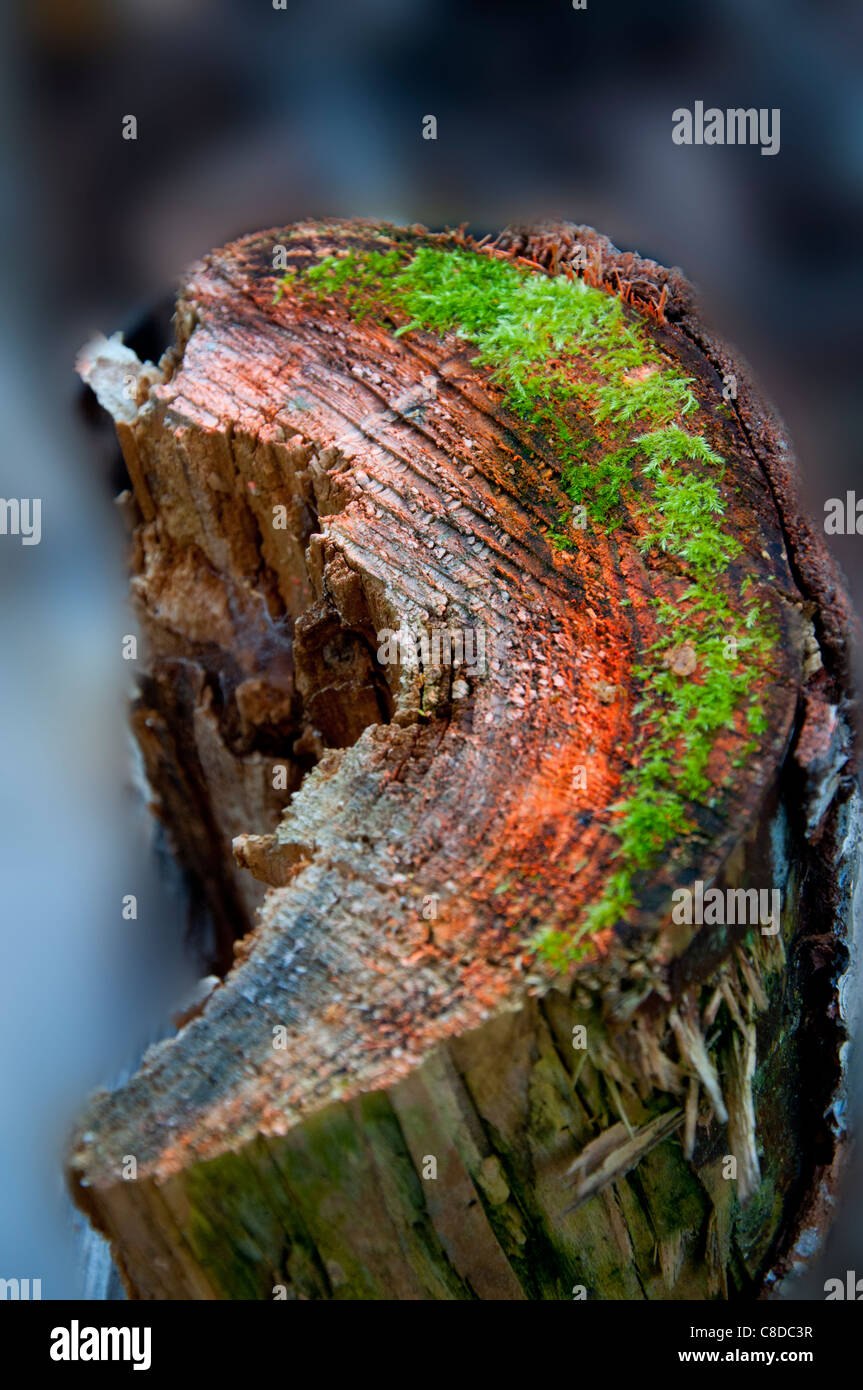 Moss on a log Stock Photo - Alamy