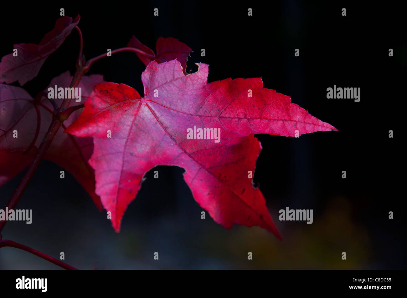 An isolated Red Maple leaf Stock Photo - Alamy