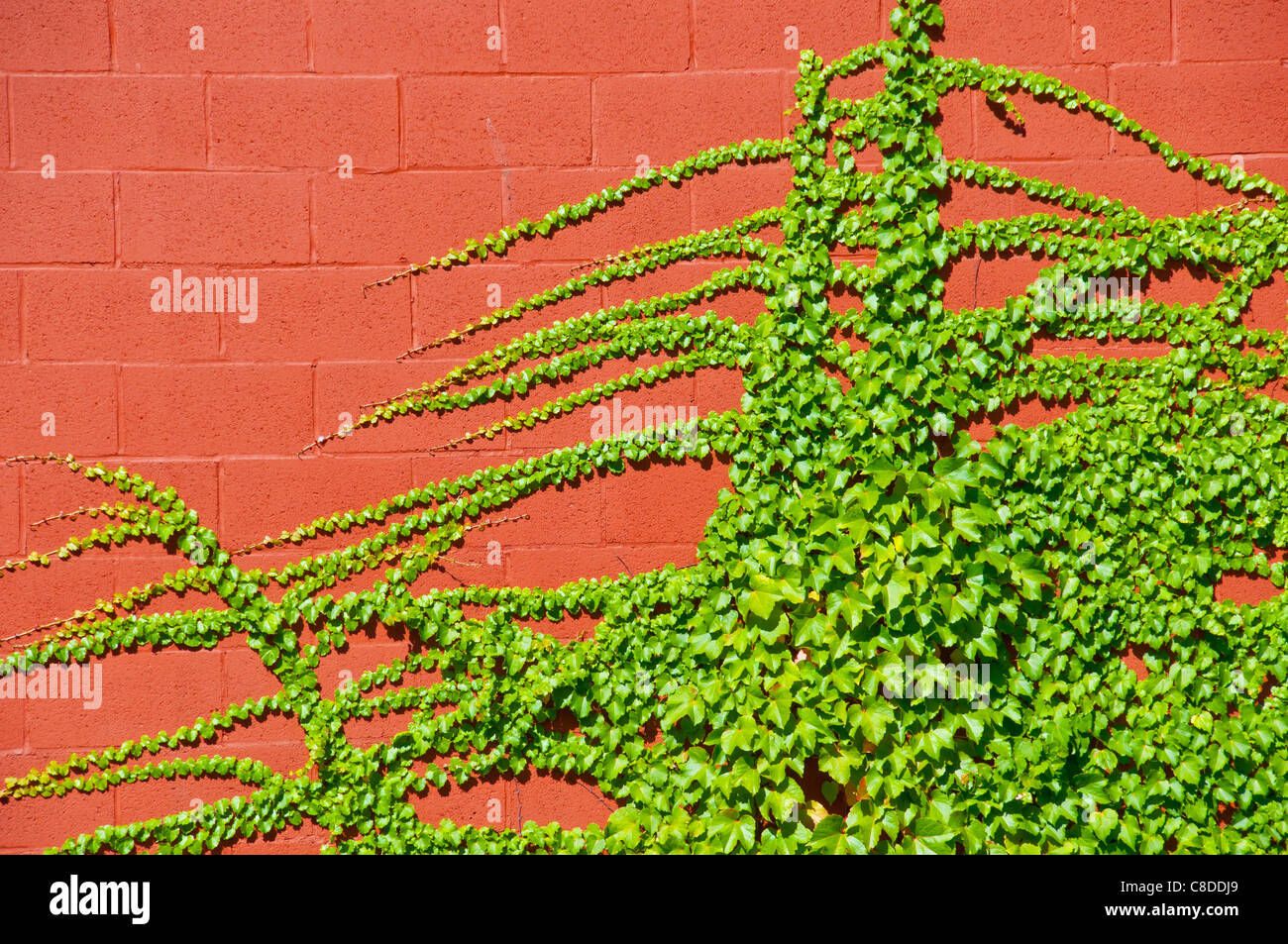 Ivy wall hi-res stock photography and images - Alamy