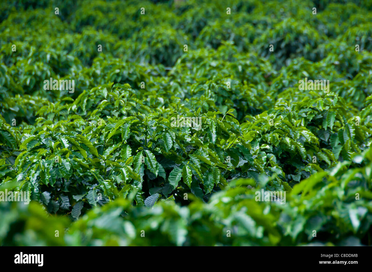 Costa Rica Agriculture High Resolution Stock Photography and Images - Alamy