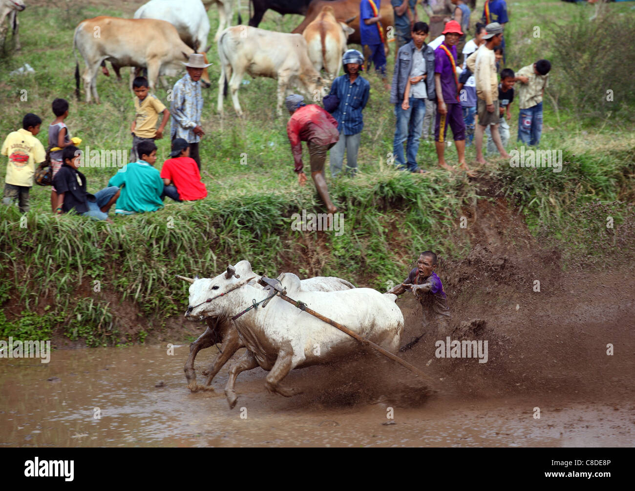 Rice bulls cows hi-res stock photography and images - Alamy