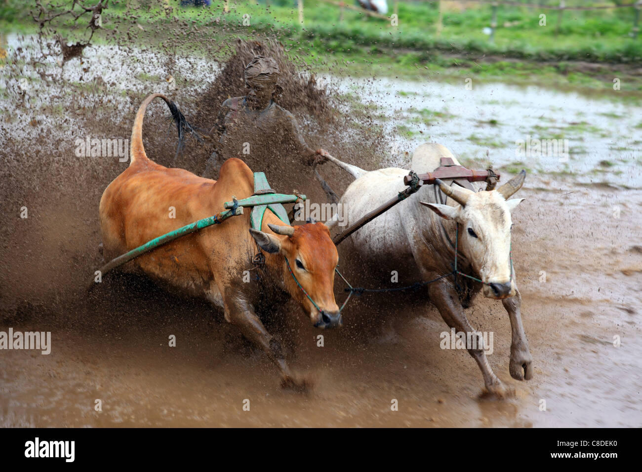 Traditional bull racing in a flooded rice paddy in Pariangan village ...