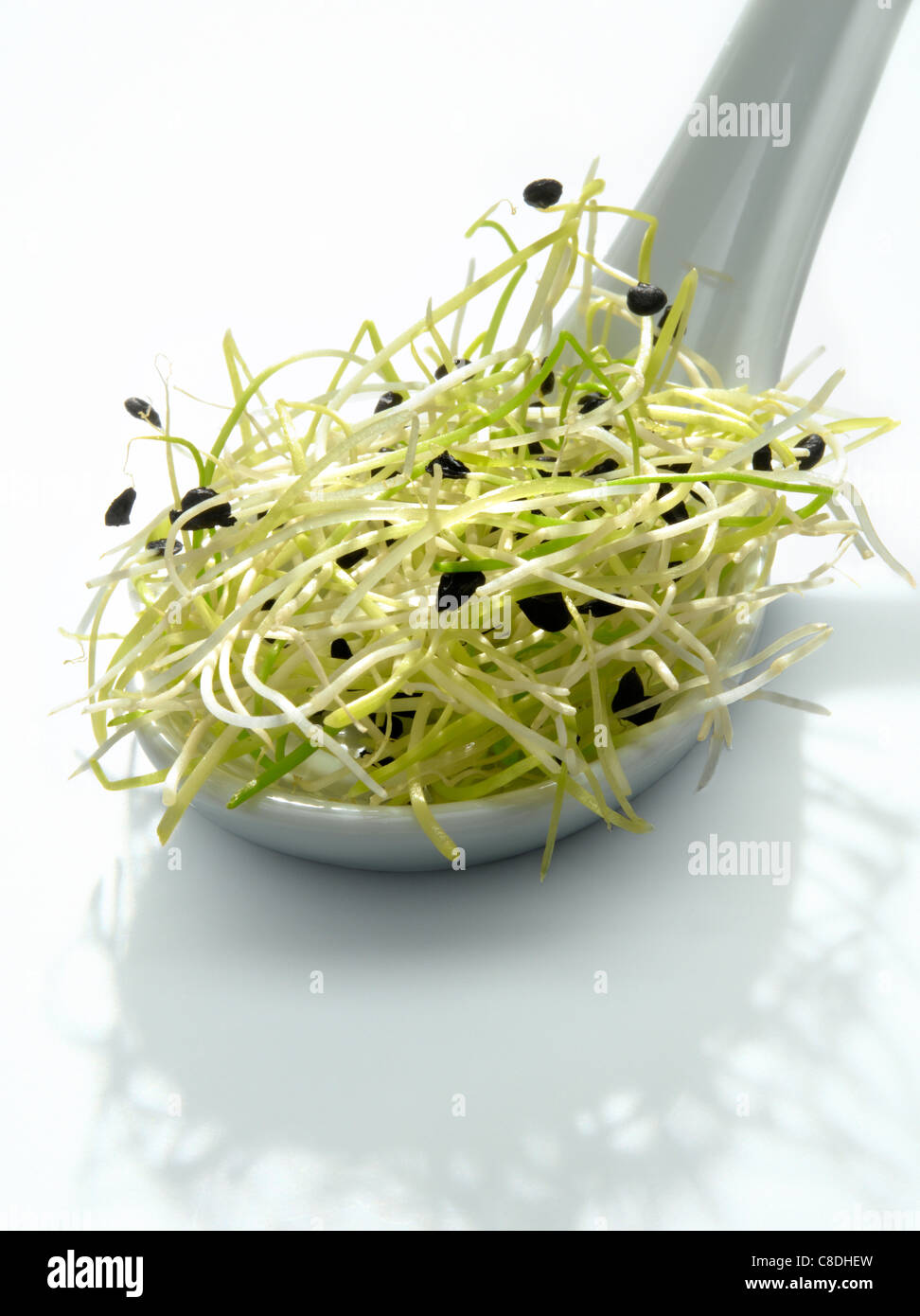 Wild garlic sprouts Stock Photo - Alamy