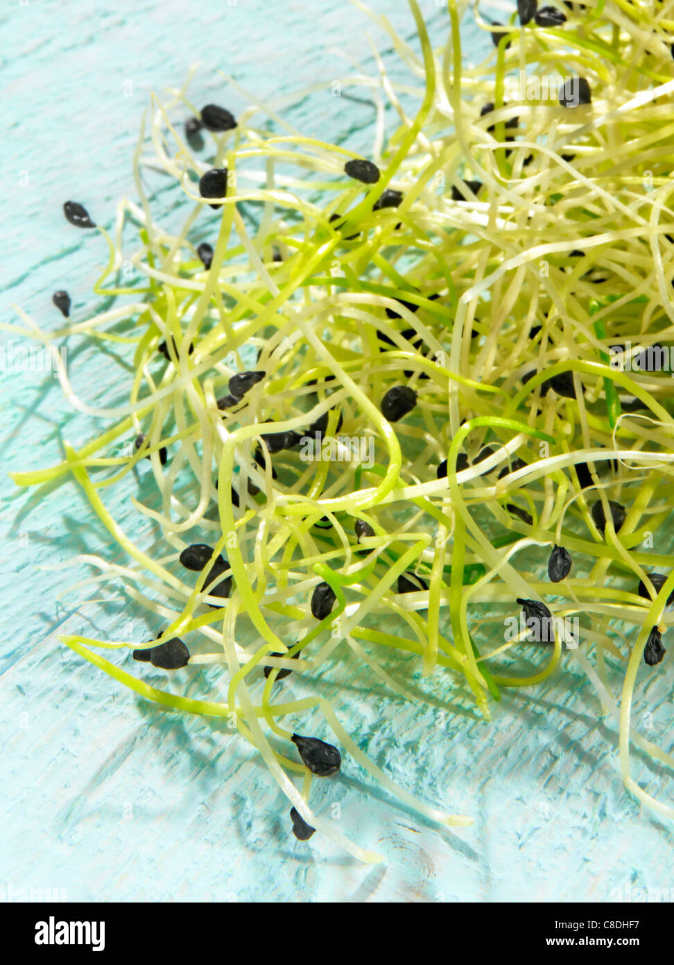 Wild garlic sprouts Stock Photo - Alamy