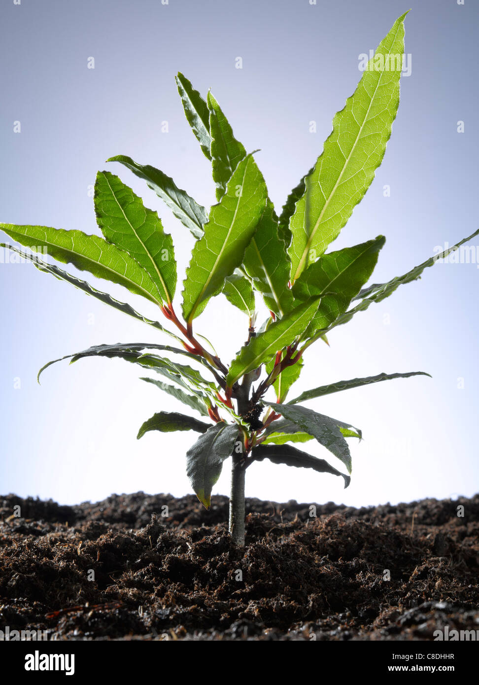 Laurel cut out hi-res stock photography and images - Alamy
