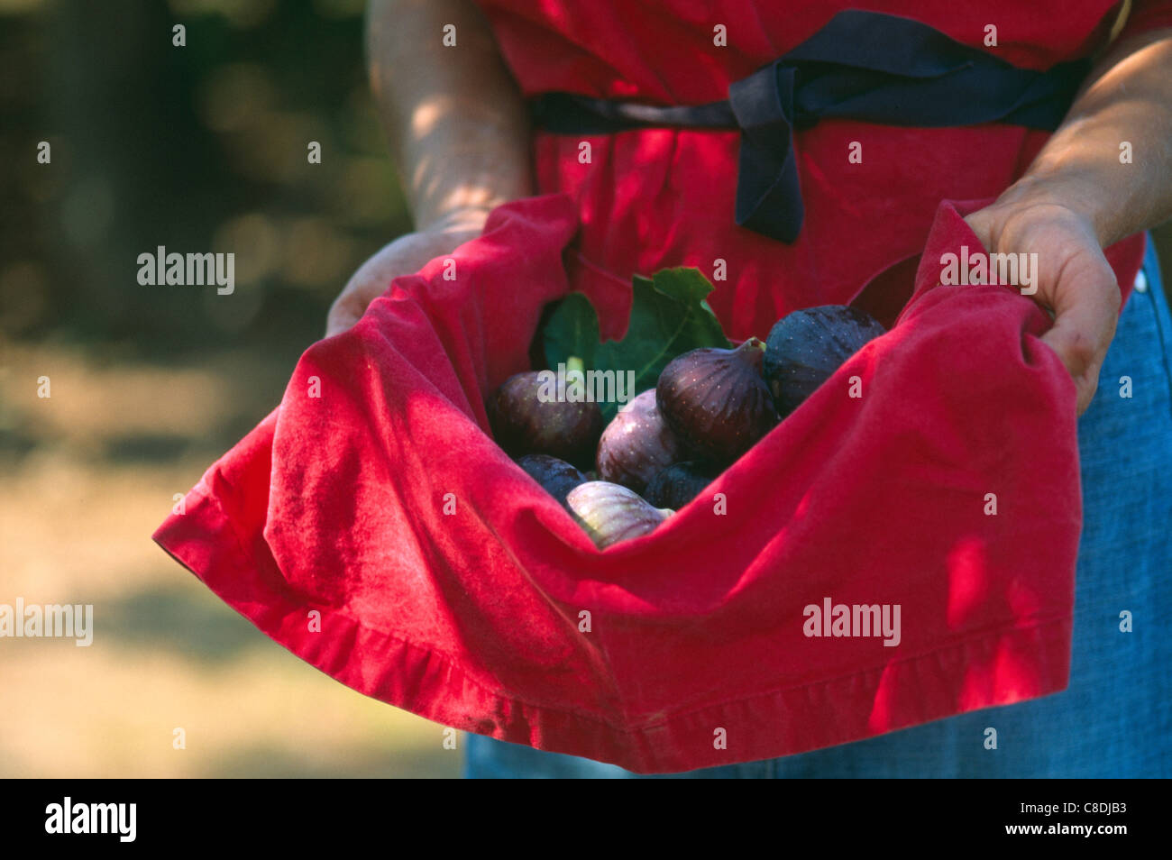 Person carrying figs in his apron Stock Photo - Alamy