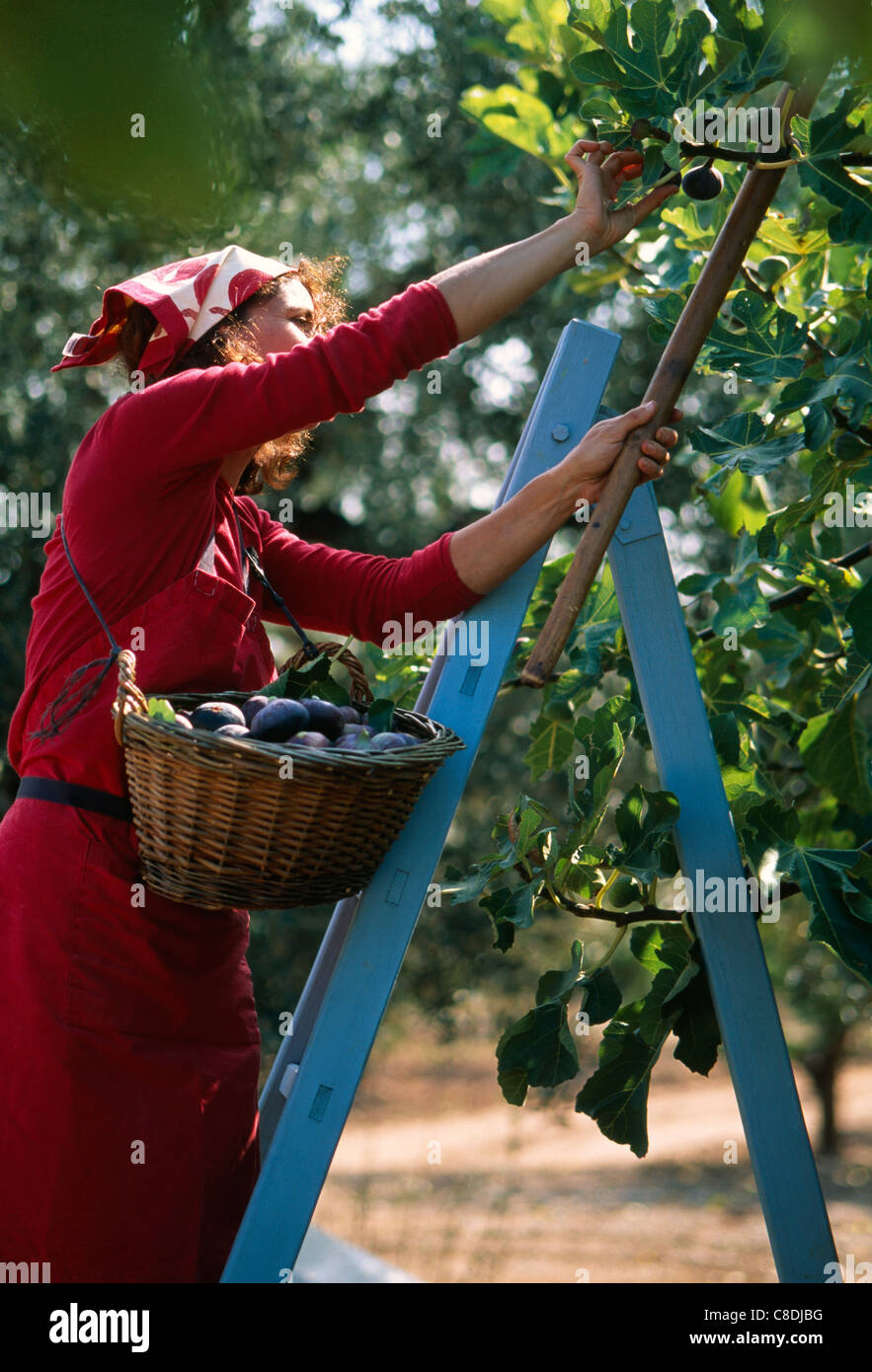 Person picking figs off the tree Stock Photo - Alamy