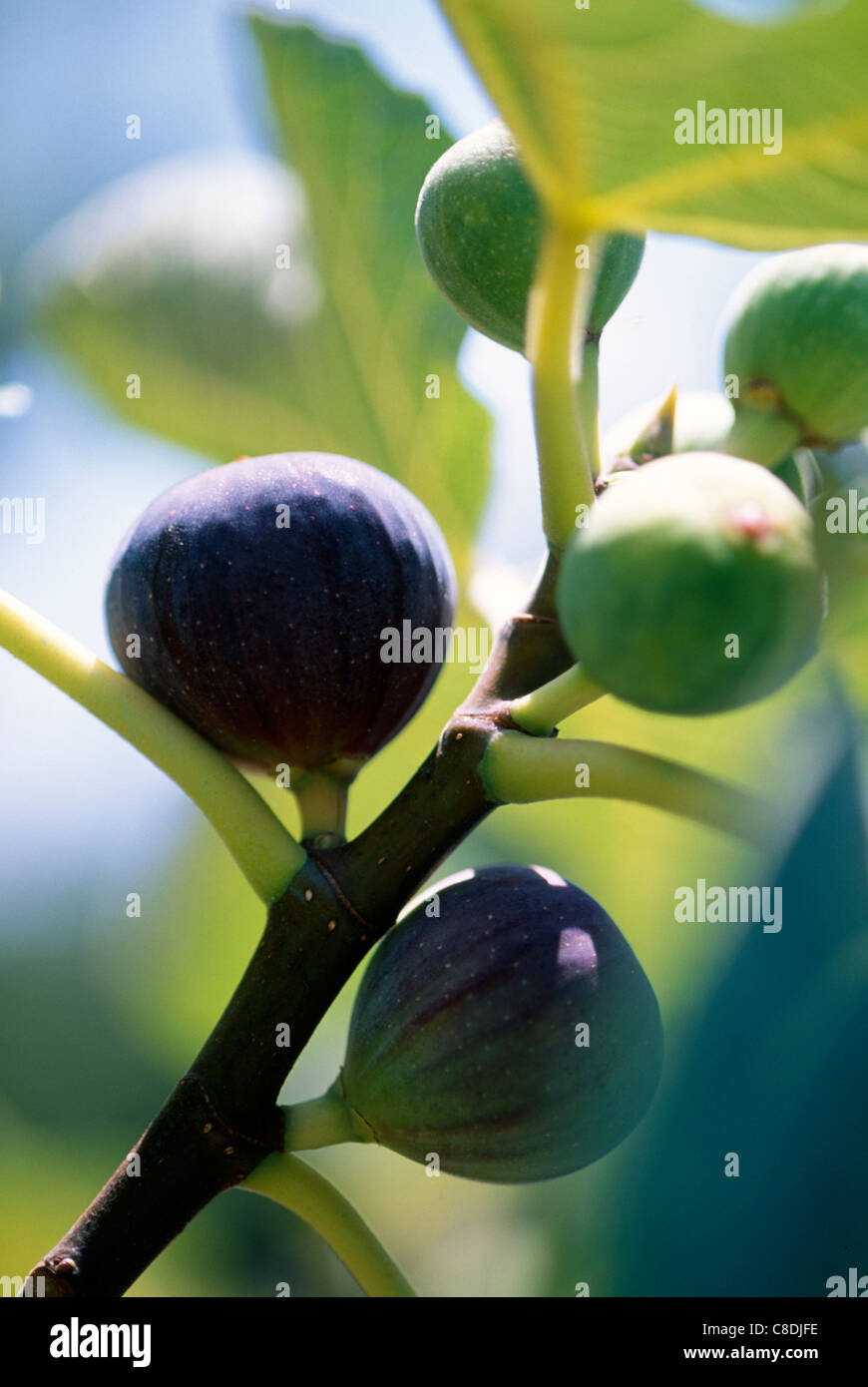 Figs on the tree Stock Photo - Alamy