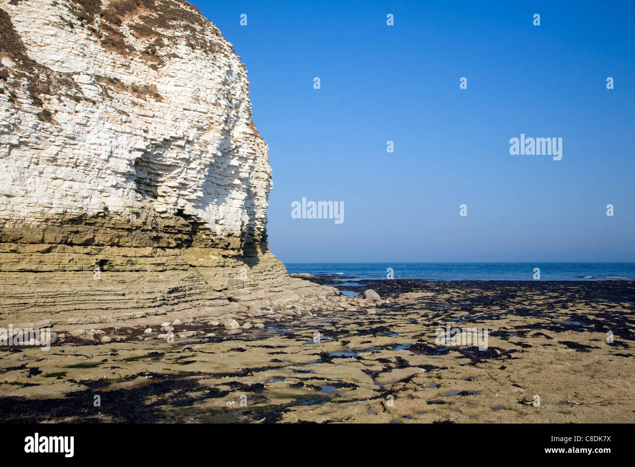 Wave cut notch flamborough head hi-res stock photography and images - Alamy