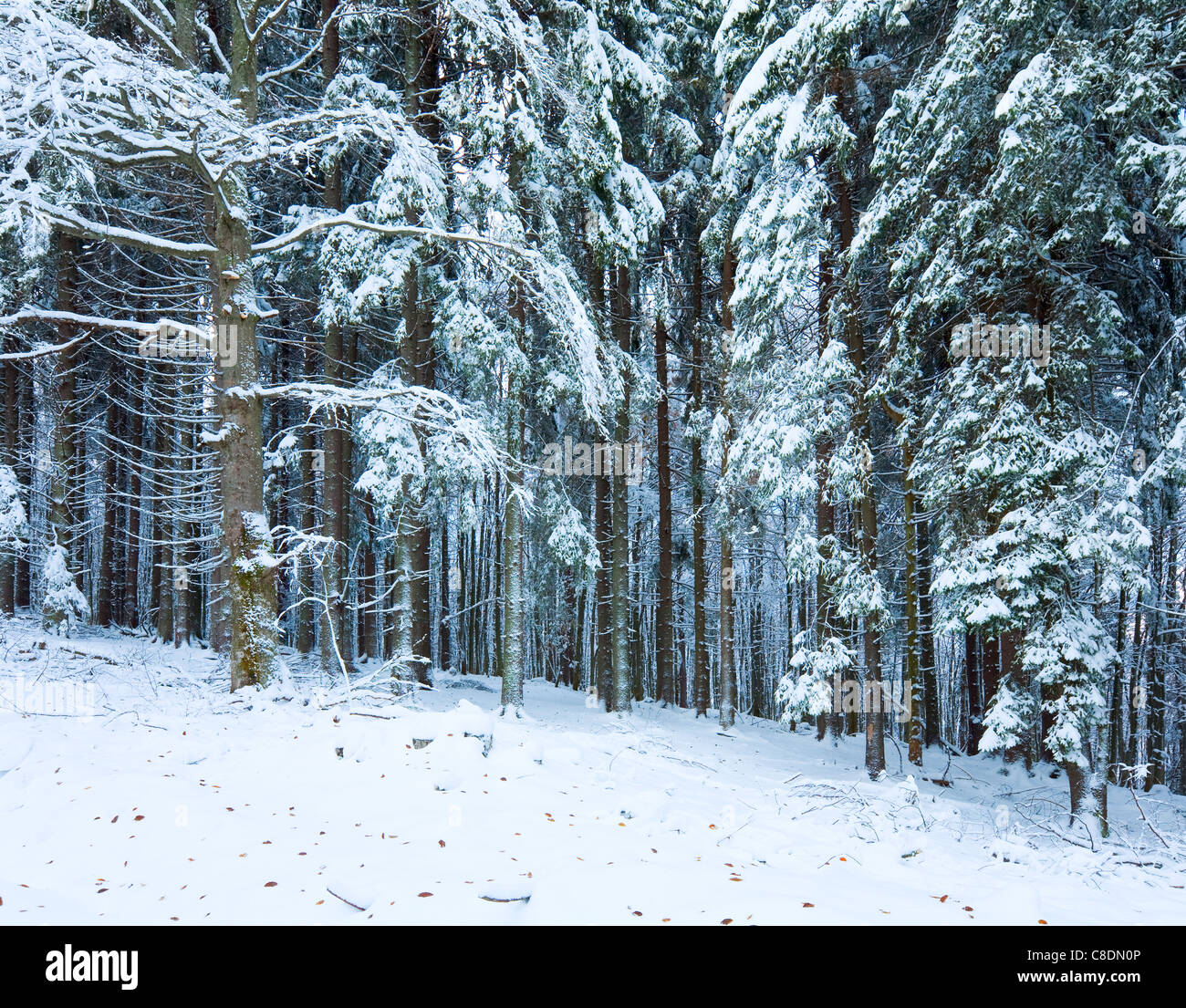 October mountain beech forest with first winter snow and last autumn ...