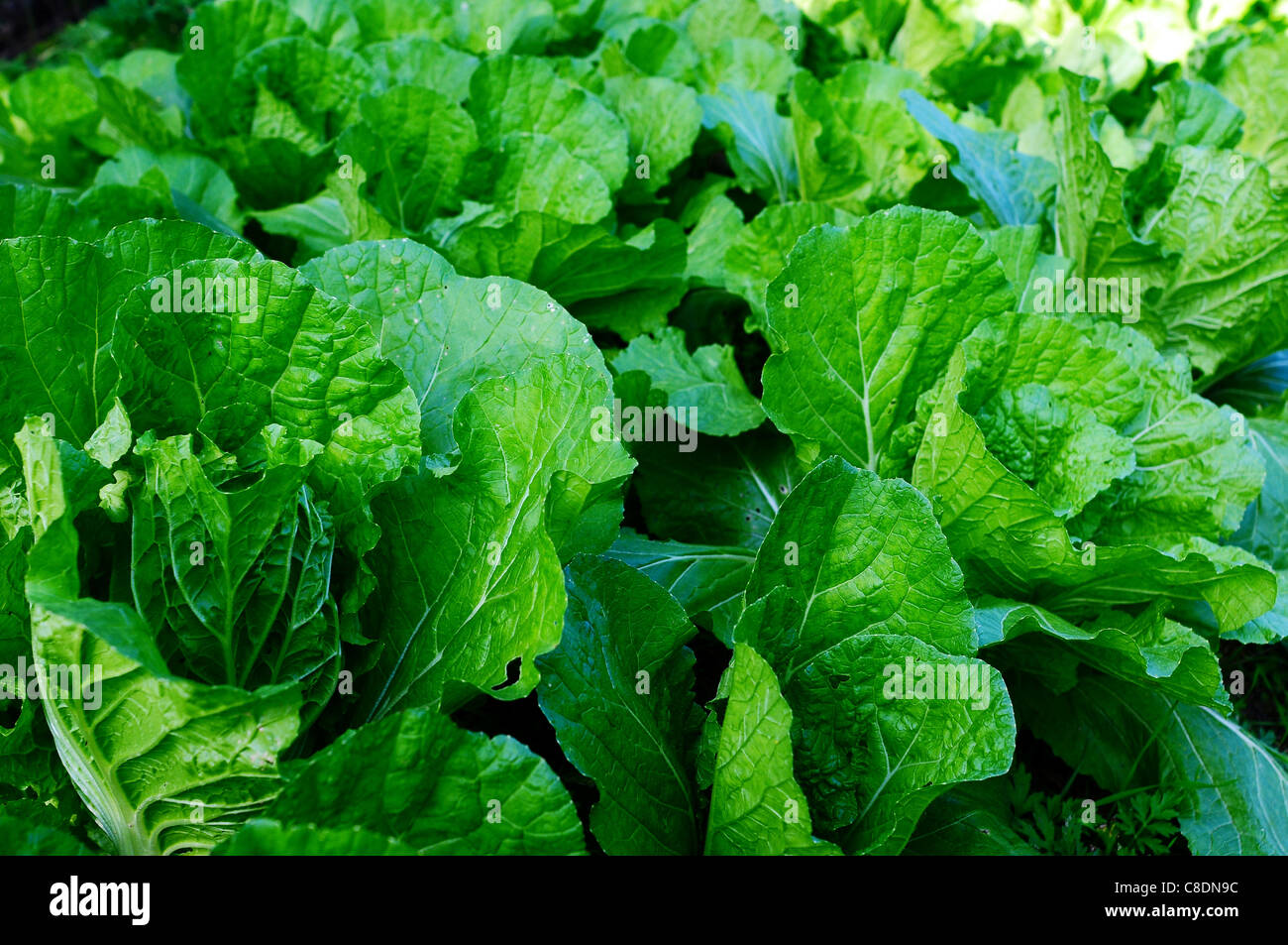 Landscape green cabbage farm hi-res stock photography and images - Alamy