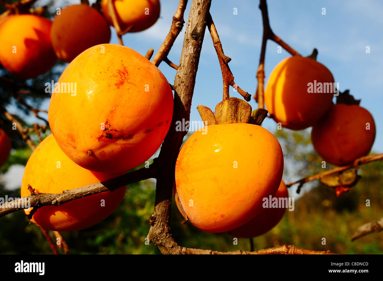Red persimmon tree hi-res stock photography and images - Alamy