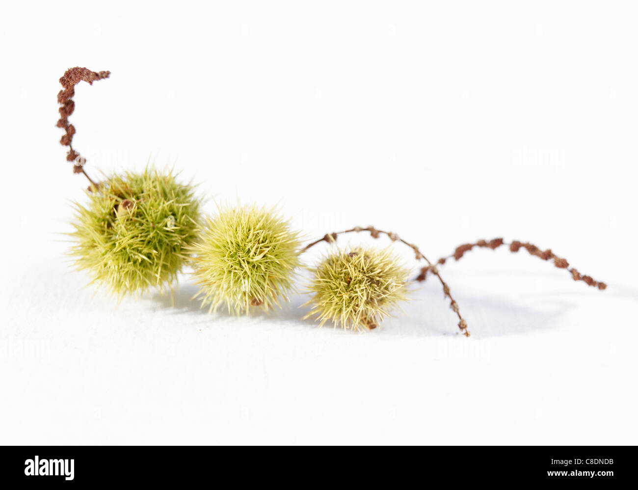 Burs hi-res stock photography and images - Alamy