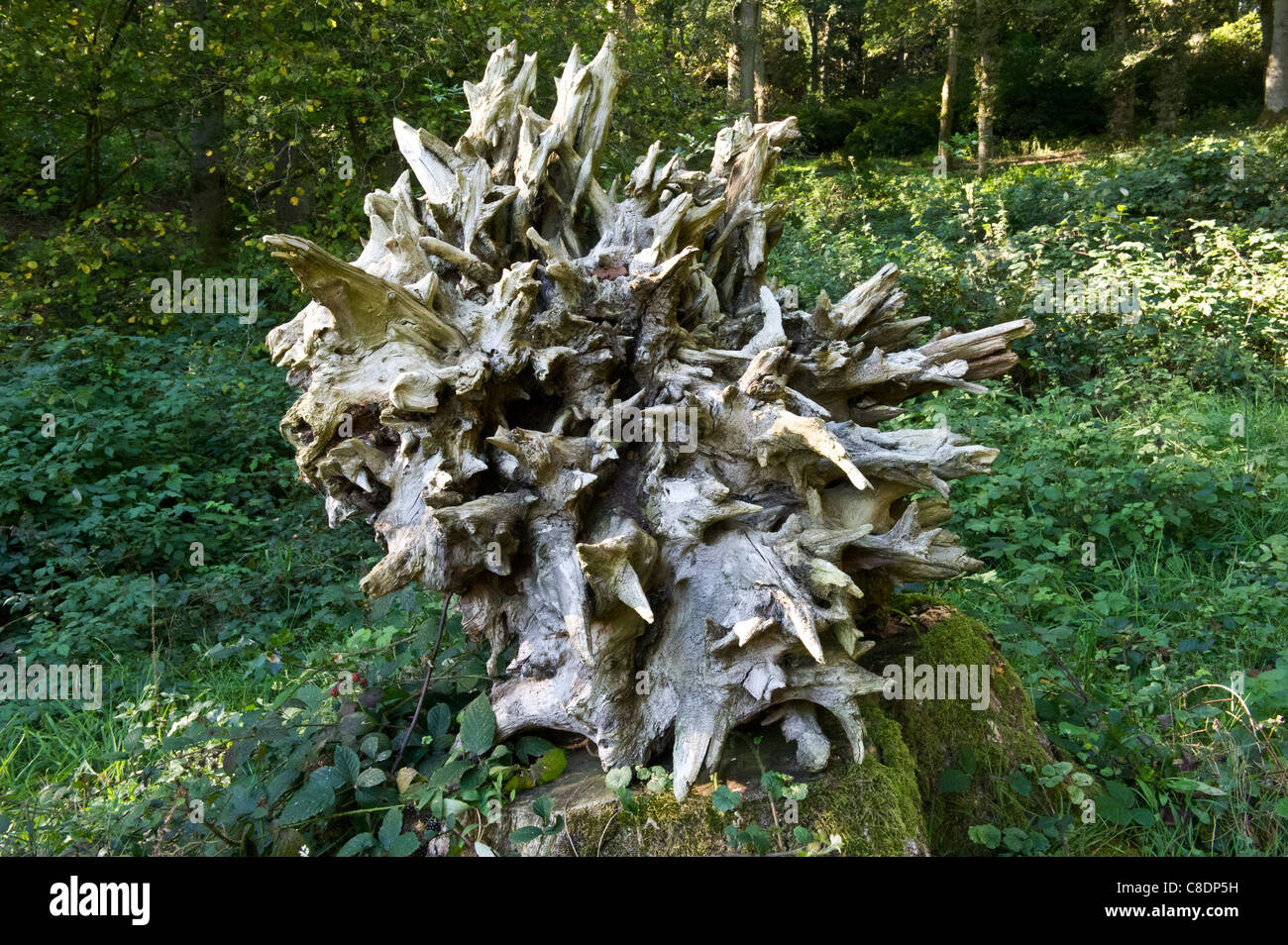 Dried tree trunk in woodland, Surrey, United Kingdom Stock Photo - Alamy