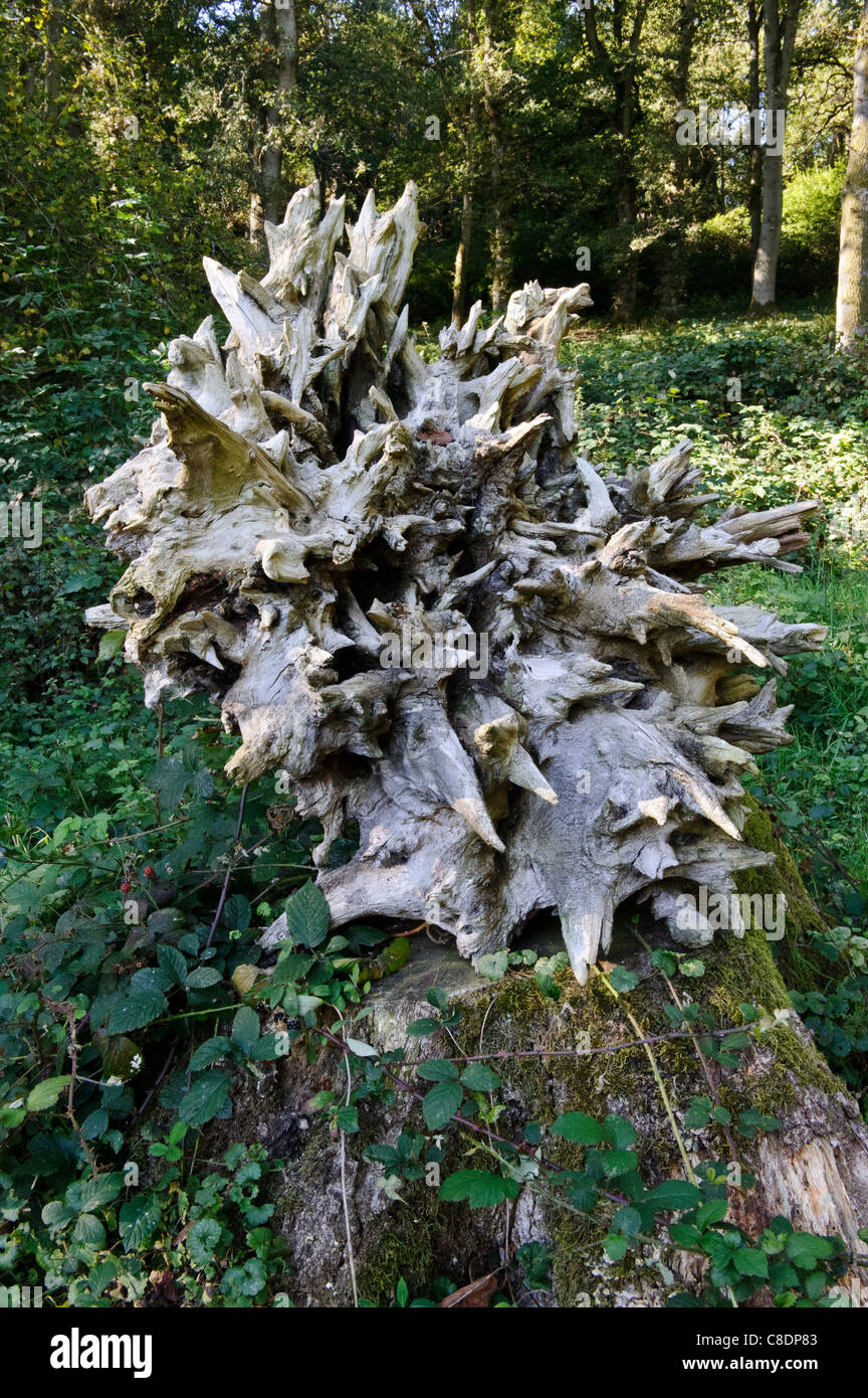 Dried tree trunk in woodland, Surrey, United Kingdom Stock Photo - Alamy