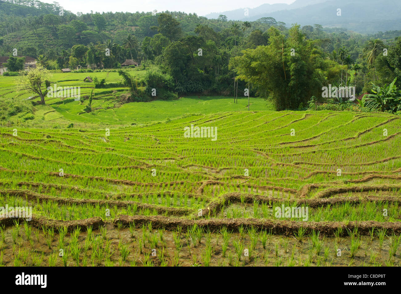 A paddy field Sri Lanka Stock Photo - Alamy